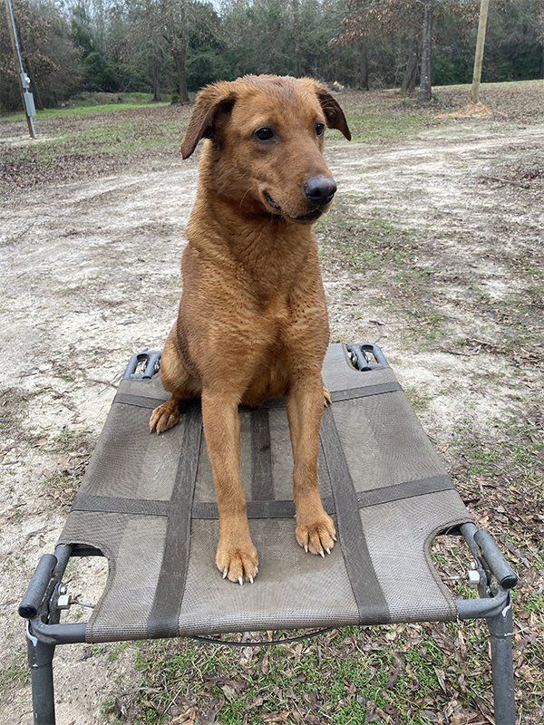 Started Gun Dogs and AKC Junior Test | Gilmer, TX
