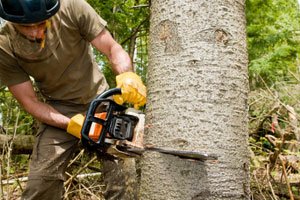 Tree Services | Wallace Tree Service | Wakefield, RI