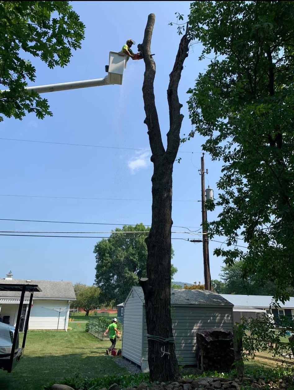 Lehigh Valley Tree Service Gallery | Allentown, PA