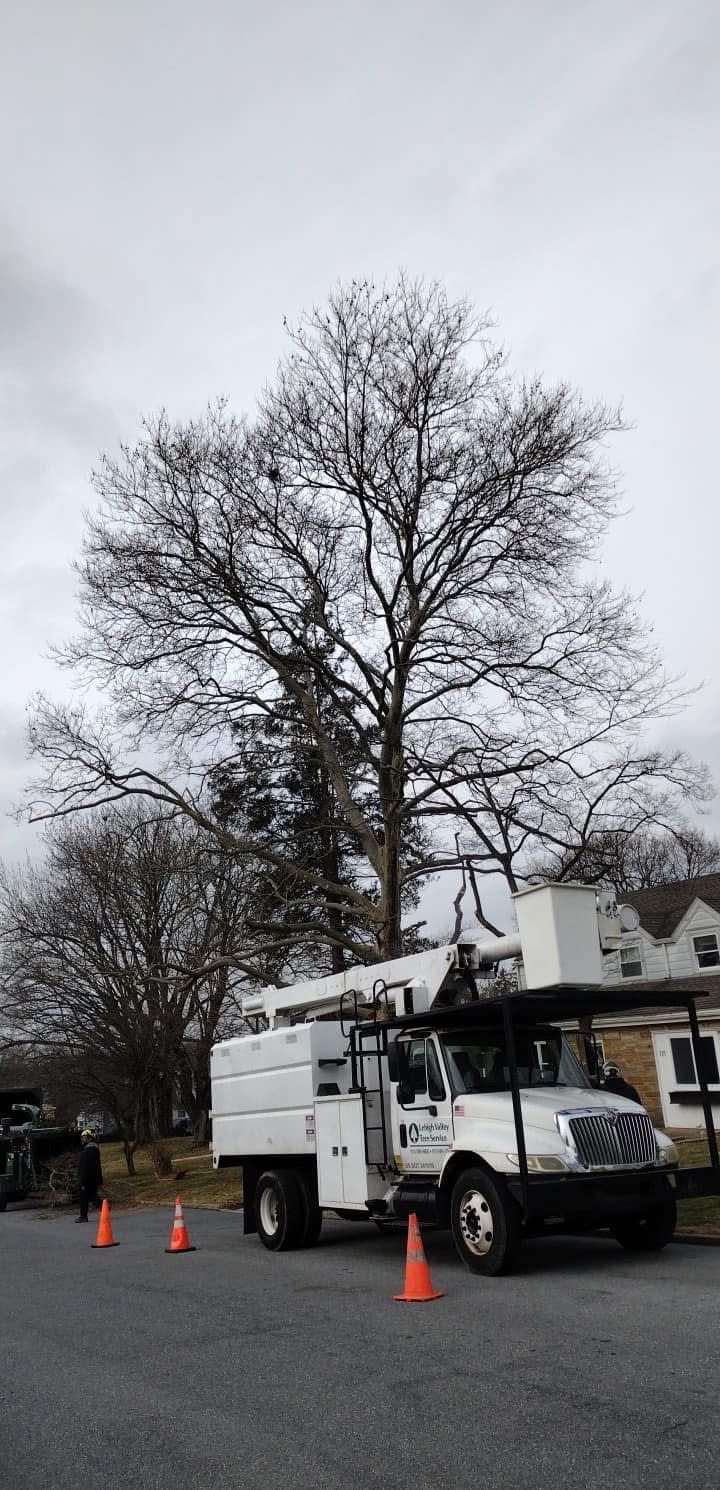 Lehigh Valley Tree Service Gallery | Allentown, PA