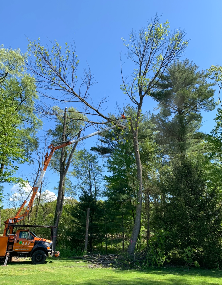 Tree Removal Lehigh Valley, PA | Allentown, PA
