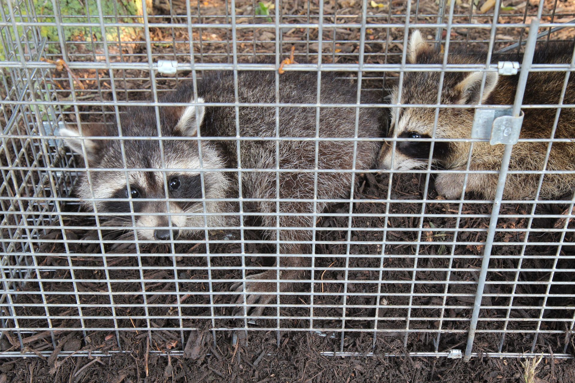 Pest Control Noblesville, IN | Animal Management Systems