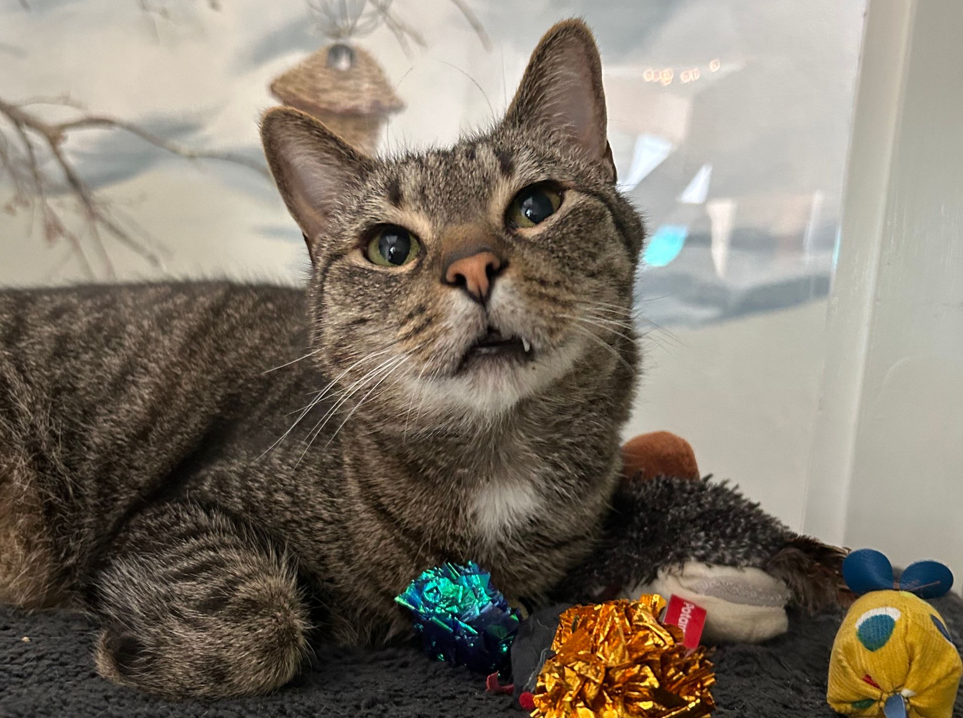 Cat Boarding | meowhaus | Portland, OR