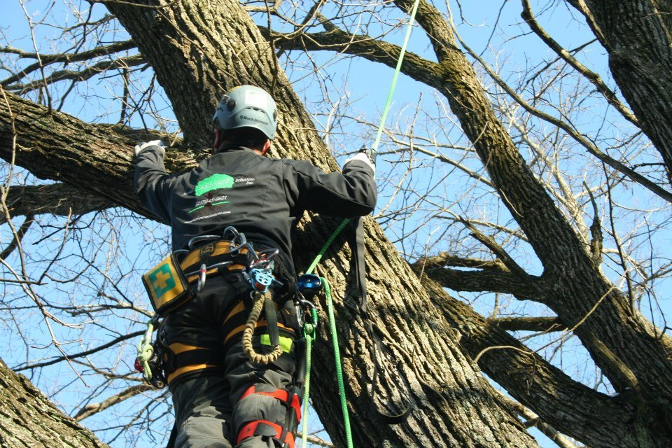 Aerial Arborist Solutions Inc | Tree Service | Charleston IL