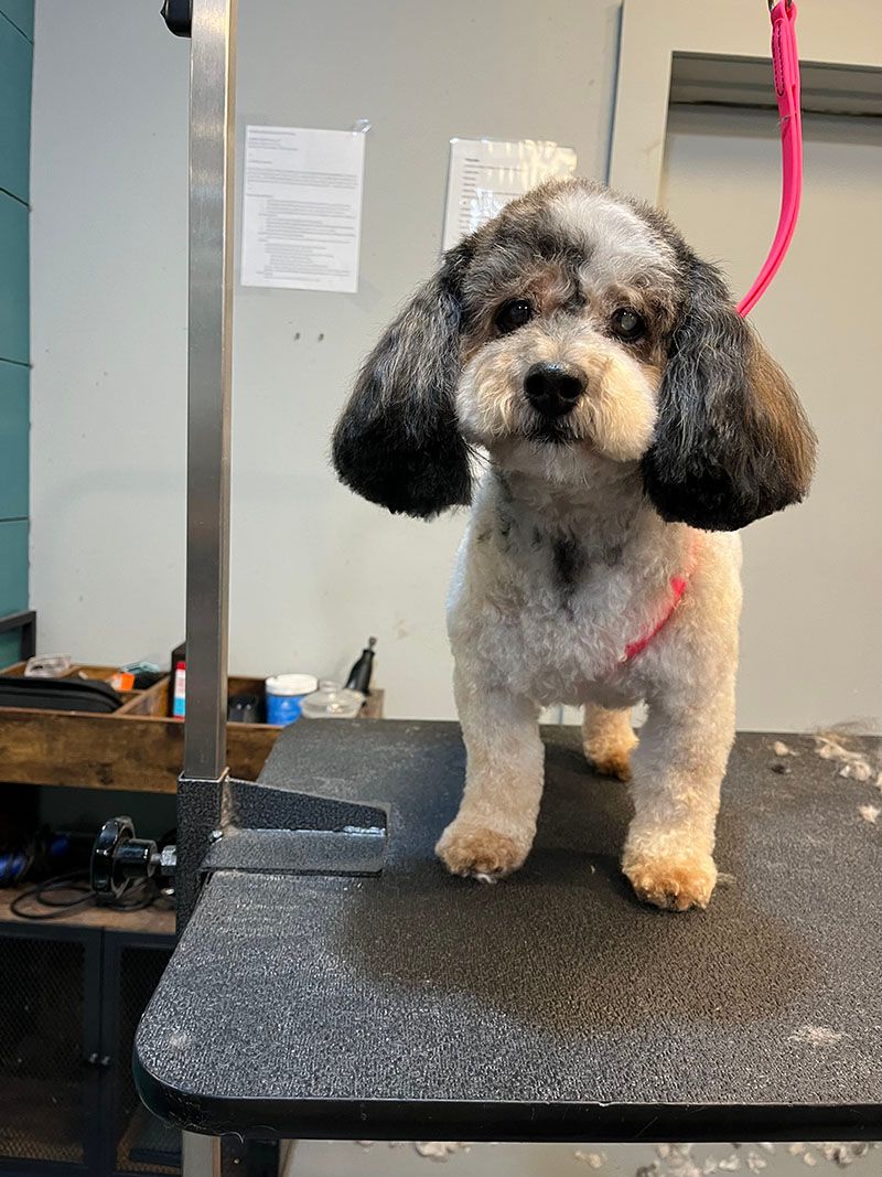 Dog Grooming | Briarcliff Manor, NY