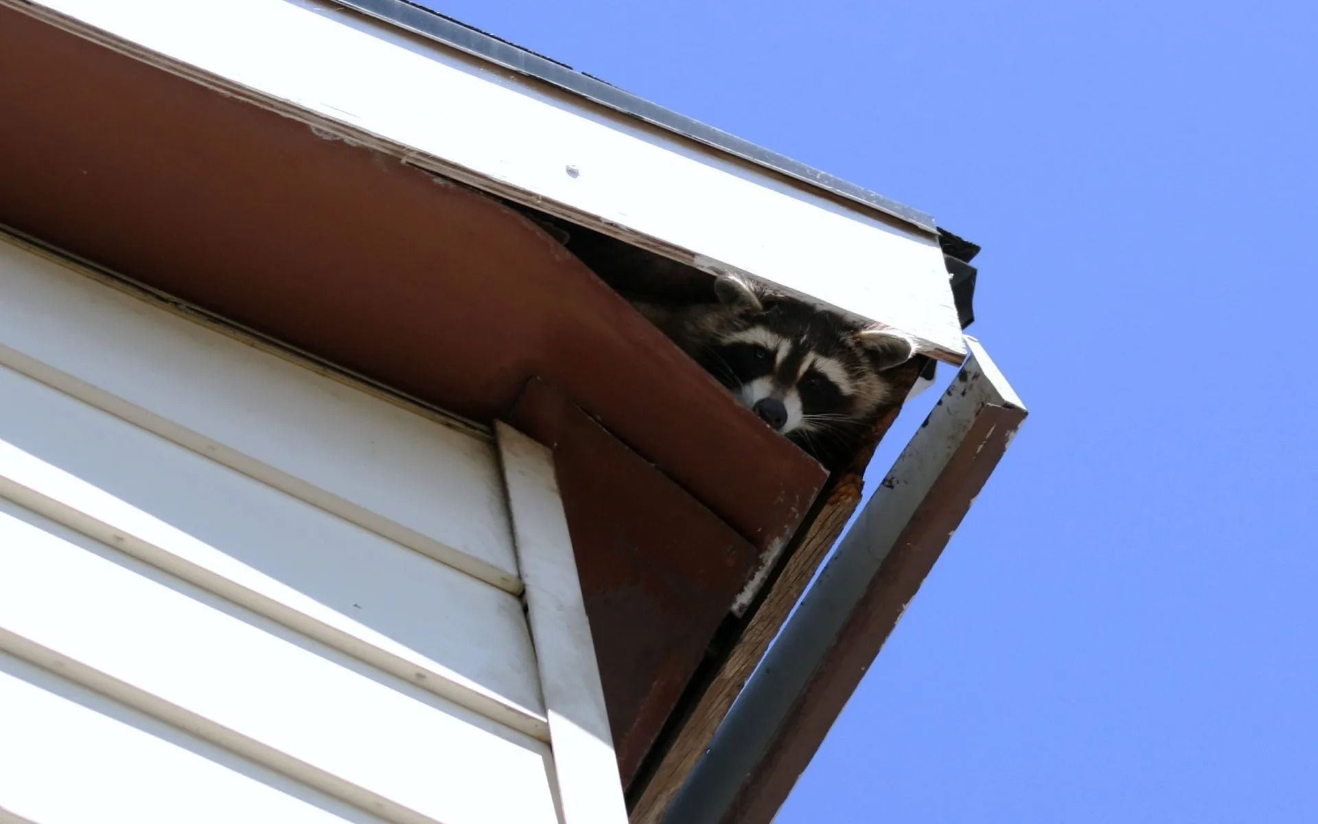 America's Wildlife & Pest Control | Expert Pest Management Services