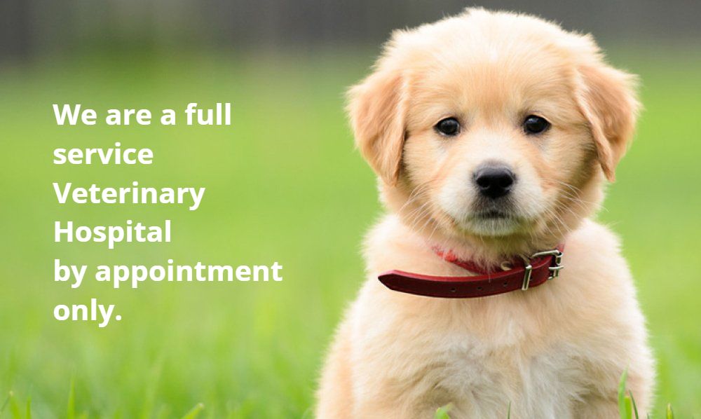 Northeast Animal Hospital - Veterinarian | Mount Plesant, IA