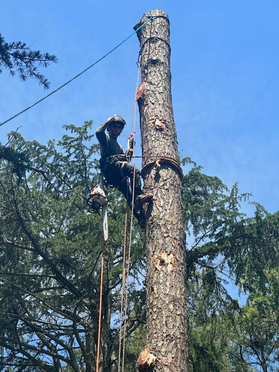 Gallery | Poor Folks Tree Service, Inc.