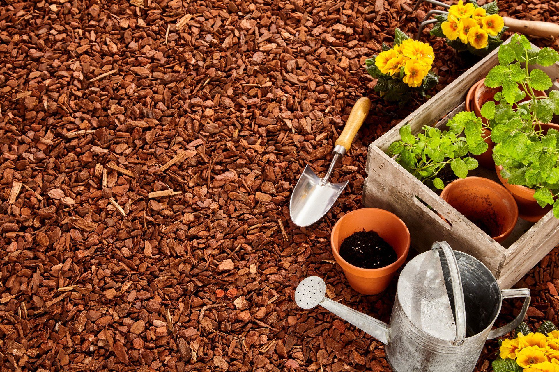 What Is Bark Dust?