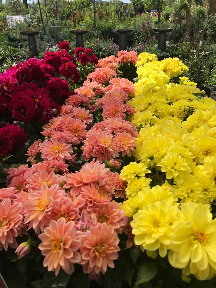 Plants & Products | Johnson Garden Center | Morgan Hill, CA