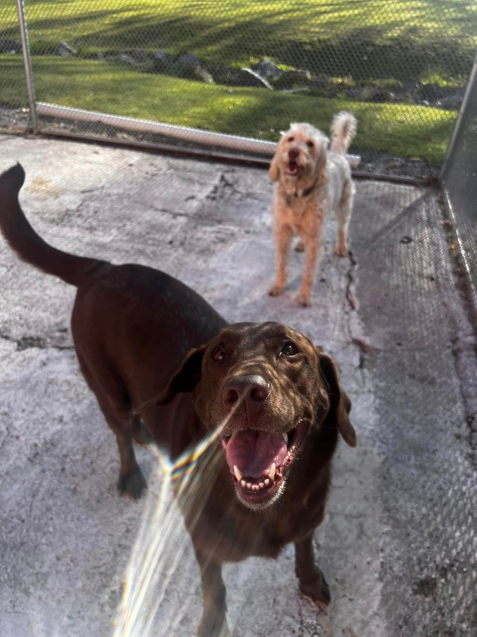 Admiral Peary Doggie Lodge | Dog Grooming | Cresson, PA