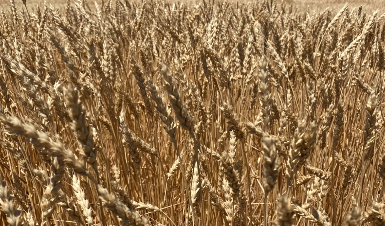 Wheat | Paradise and Rock Star | Belleville, KS