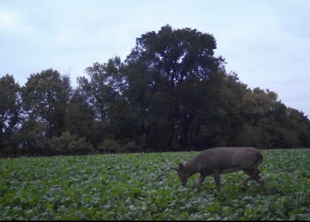 About Polansky Seed's Proprietary Seed Mixes | Belleville KS