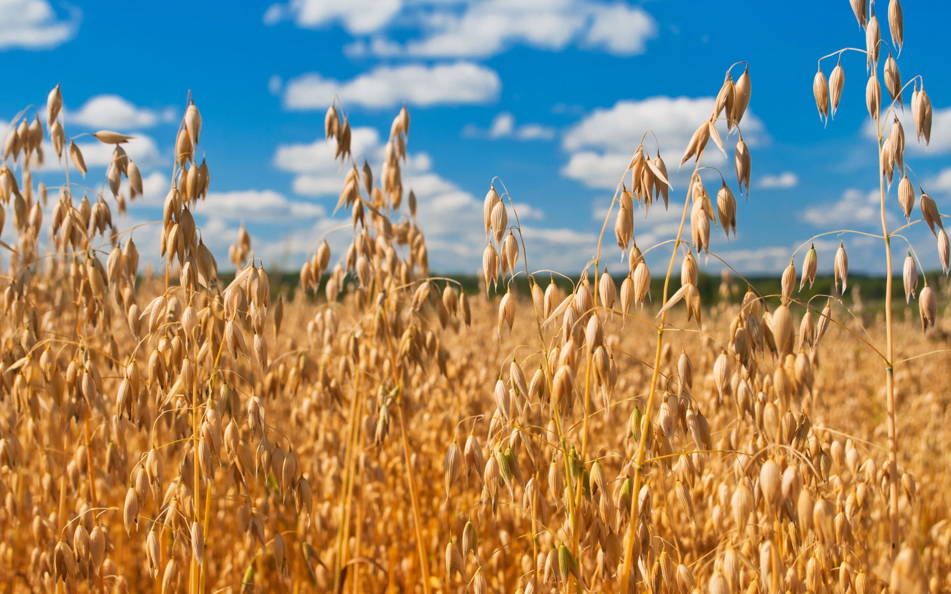 Polansky Seed | Farming Seed | Belleville, KS