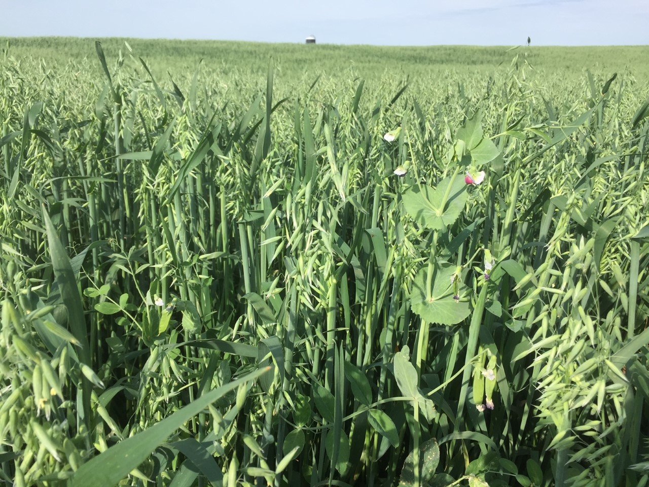 Polansky Seed | Farming Seed | Belleville, KS