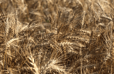 Wheat | Paradise and Rock Star | Belleville, KS