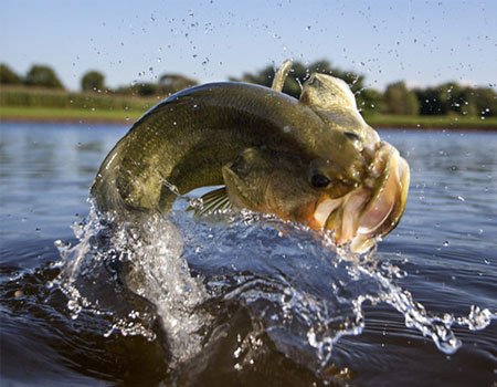 Wallace Fish Farm | Fish Species | Allen, KS