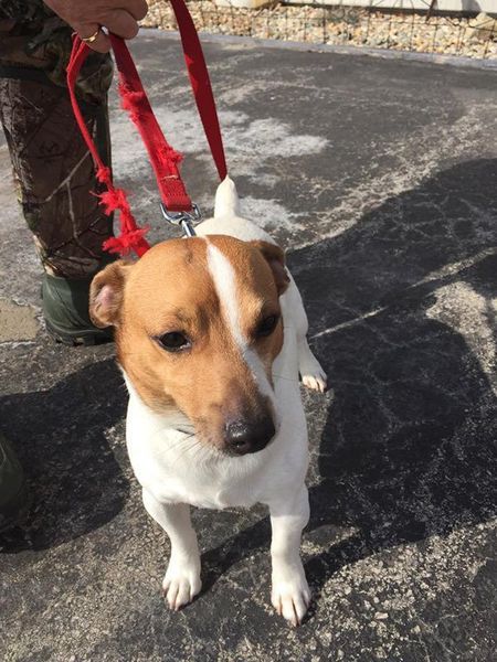 Pet Kennel | County Line Kennels Boarding & Grooming | Andrews, IN