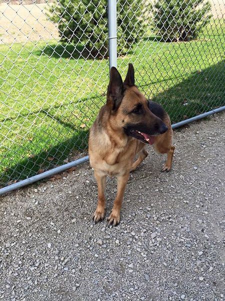 Pet Kennel | County Line Kennels Boarding & Grooming | Andrews, IN