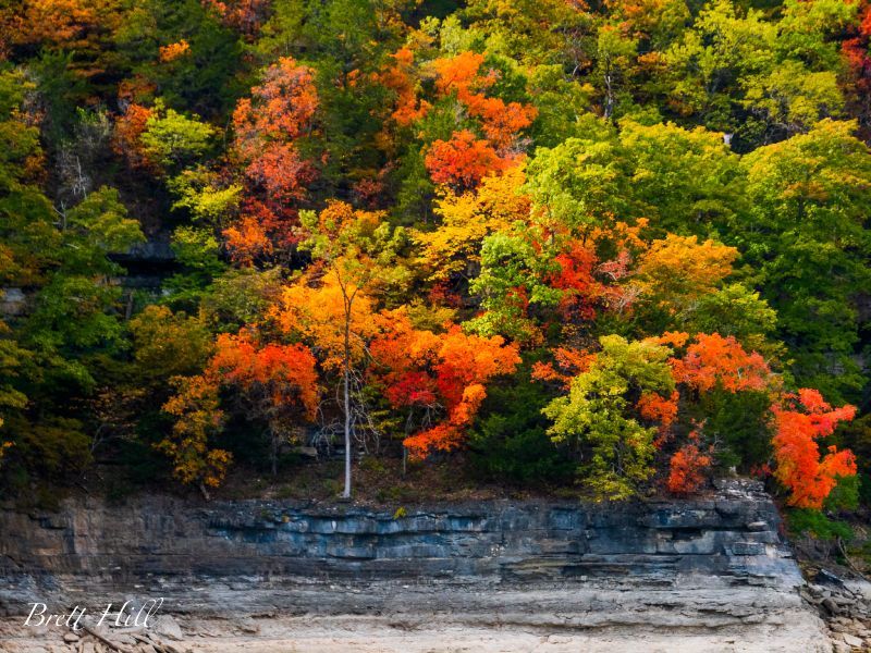 Cabin Rentals in Branson, MO | Foxfire Resort