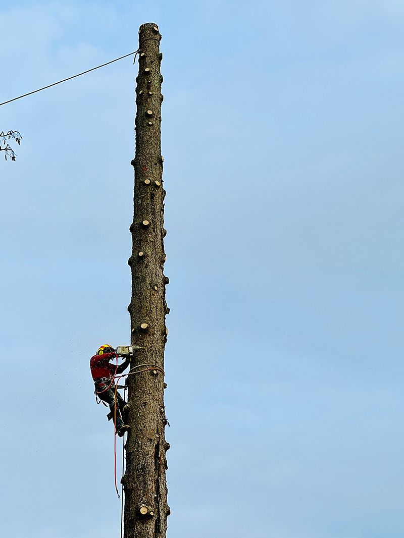 Tree Removal Torrington CT | Simsbury CT | CB Tree Services