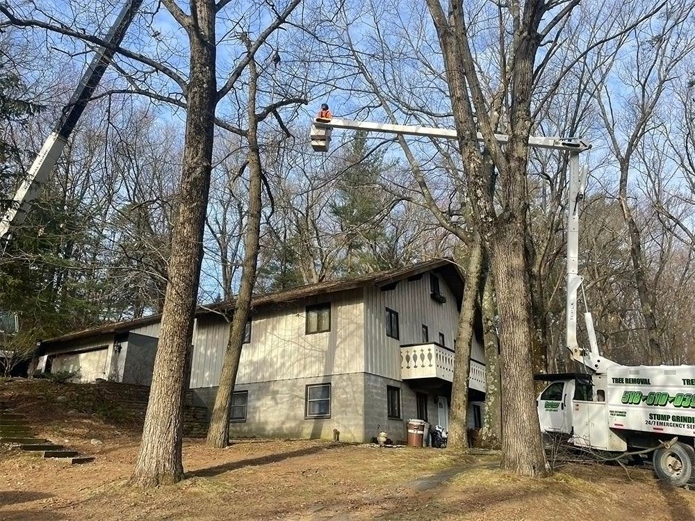 Gallery | Tree Care Services | Woodworx | Rensselaer
