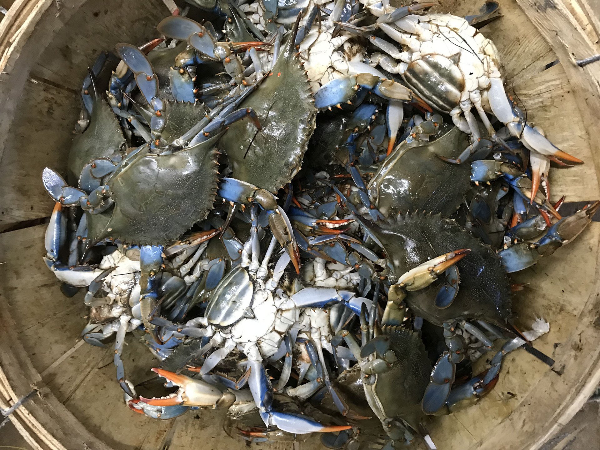Best Crabs Photo Gallery | Baltimore, MD