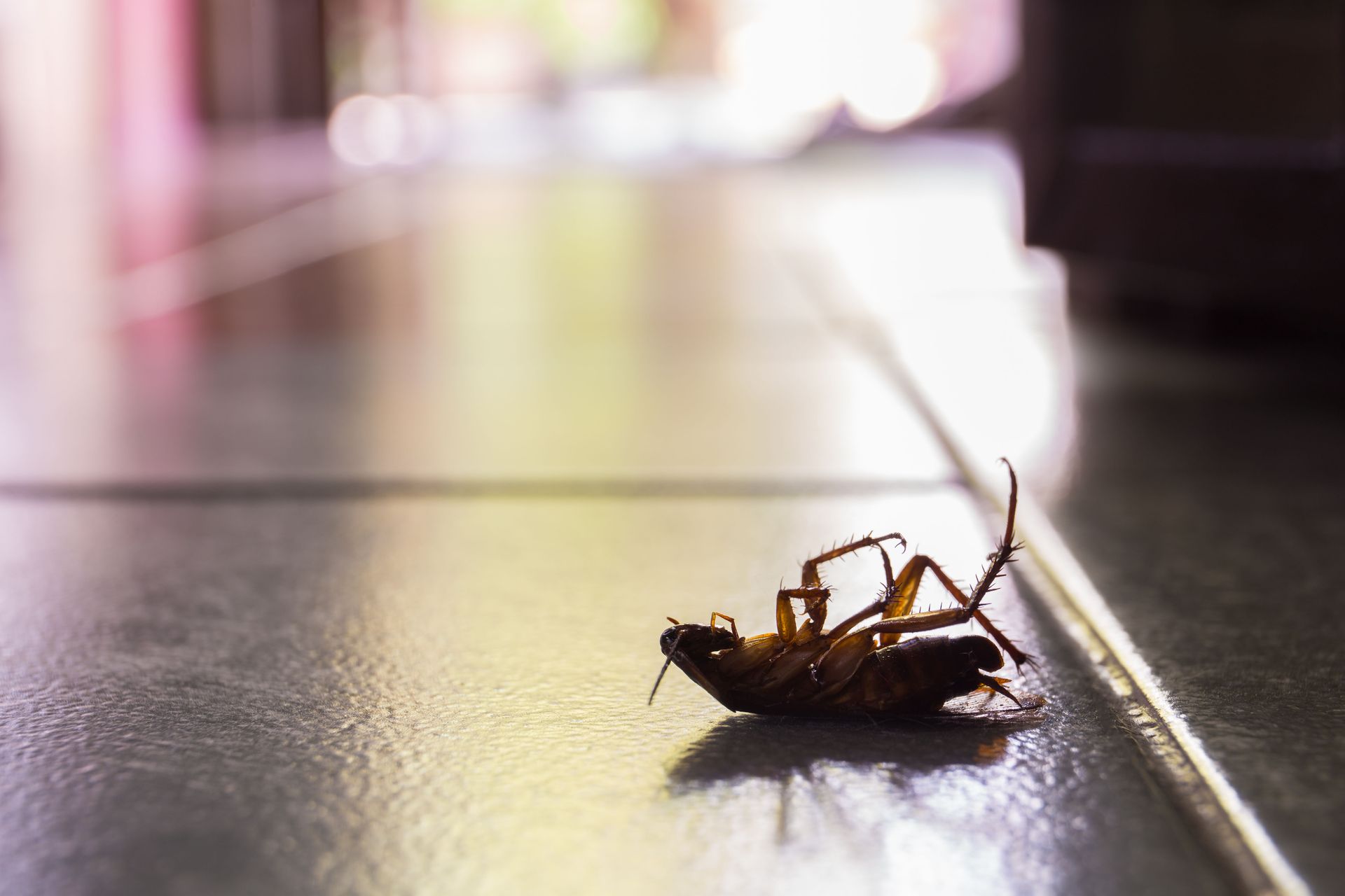 Know These 3 Bugs That Make Pest Control a Challenge