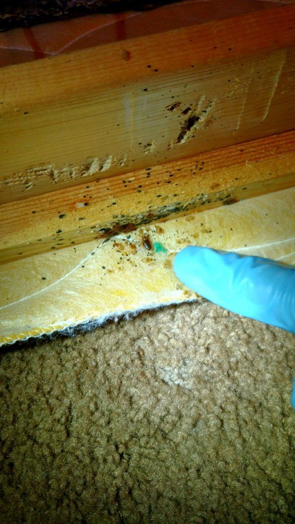 Project Gallery | Bugman Inc. Pest Control & Tree Services