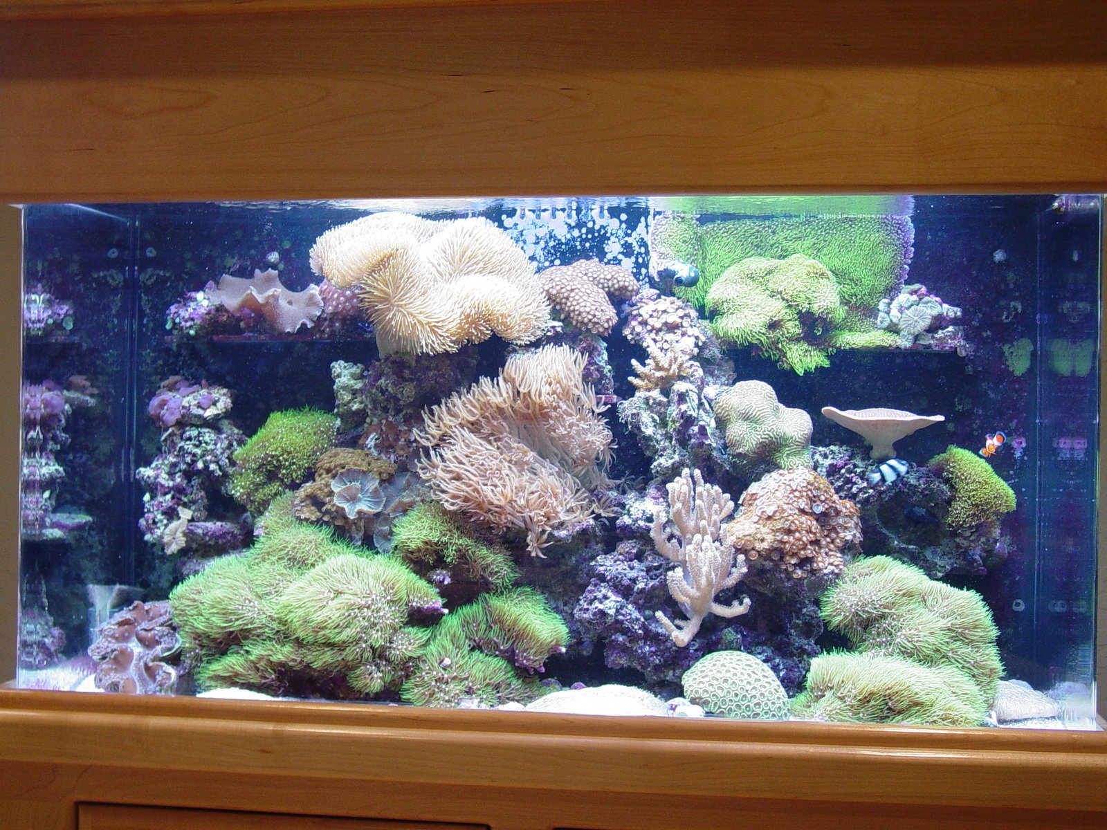 Fish Tank Design | Aquarium Elements | Phoenix, AZ