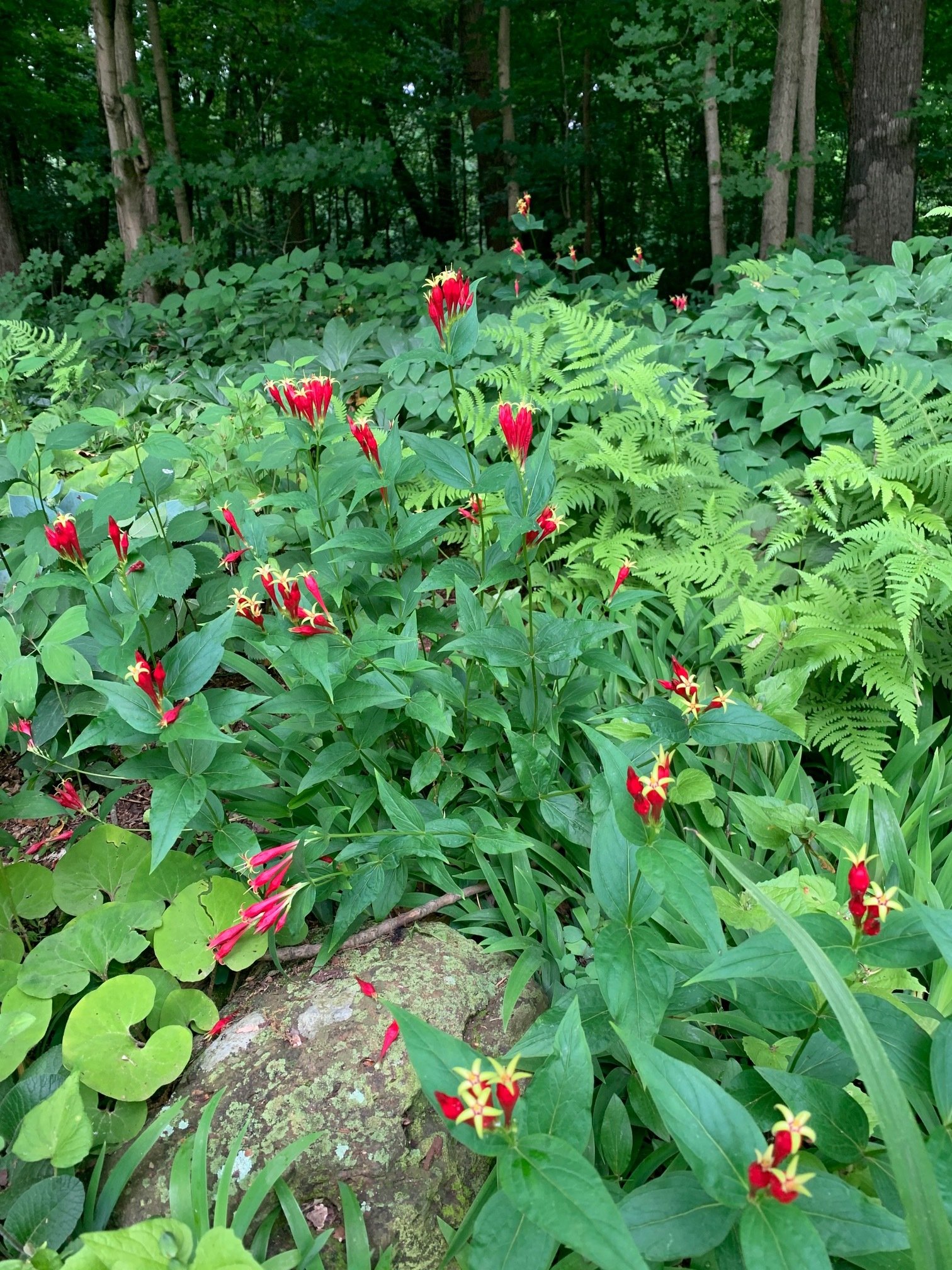 Landscapes By Dallas Foster Inc. Photo Gallery | Vincennes