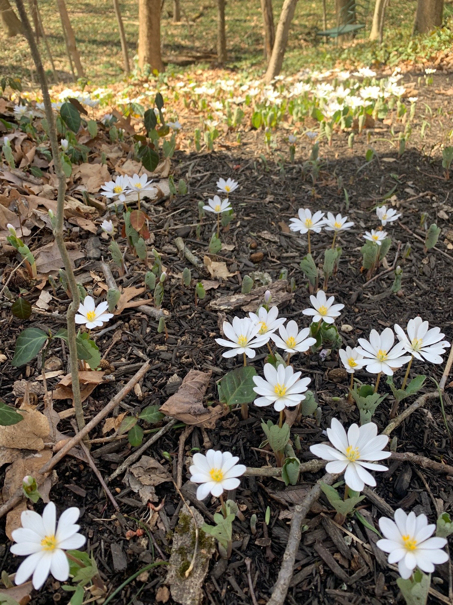 Landscapes By Dallas Foster Inc. Photo Gallery | Vincennes