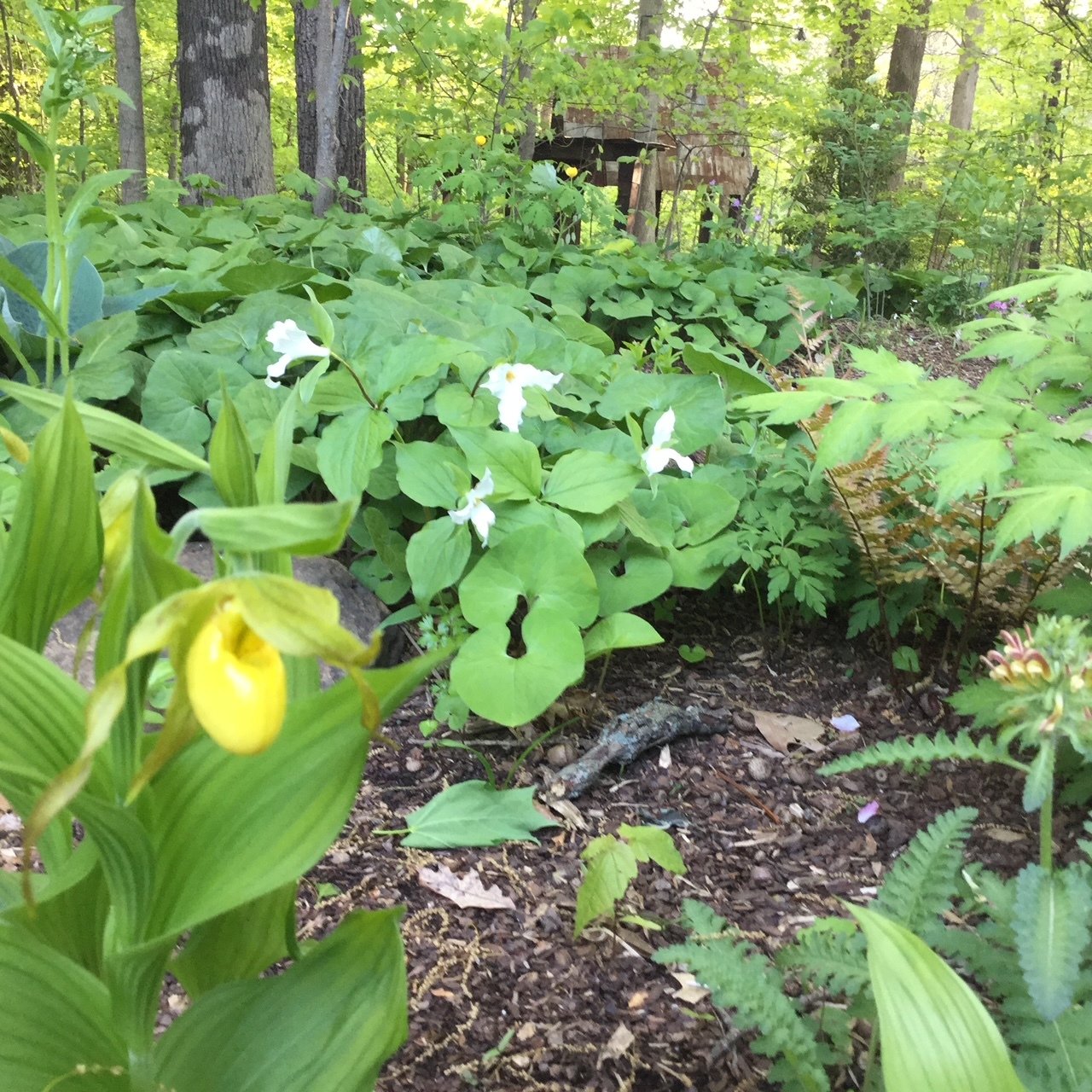 Landscapes By Dallas Foster Inc. Photo Gallery | Vincennes