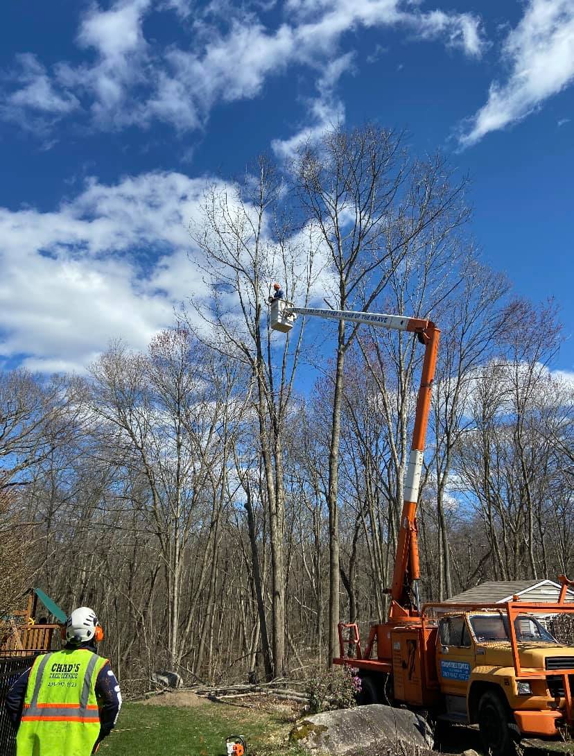 Chad's Tree Service | Tree Removal | New Milford, CT