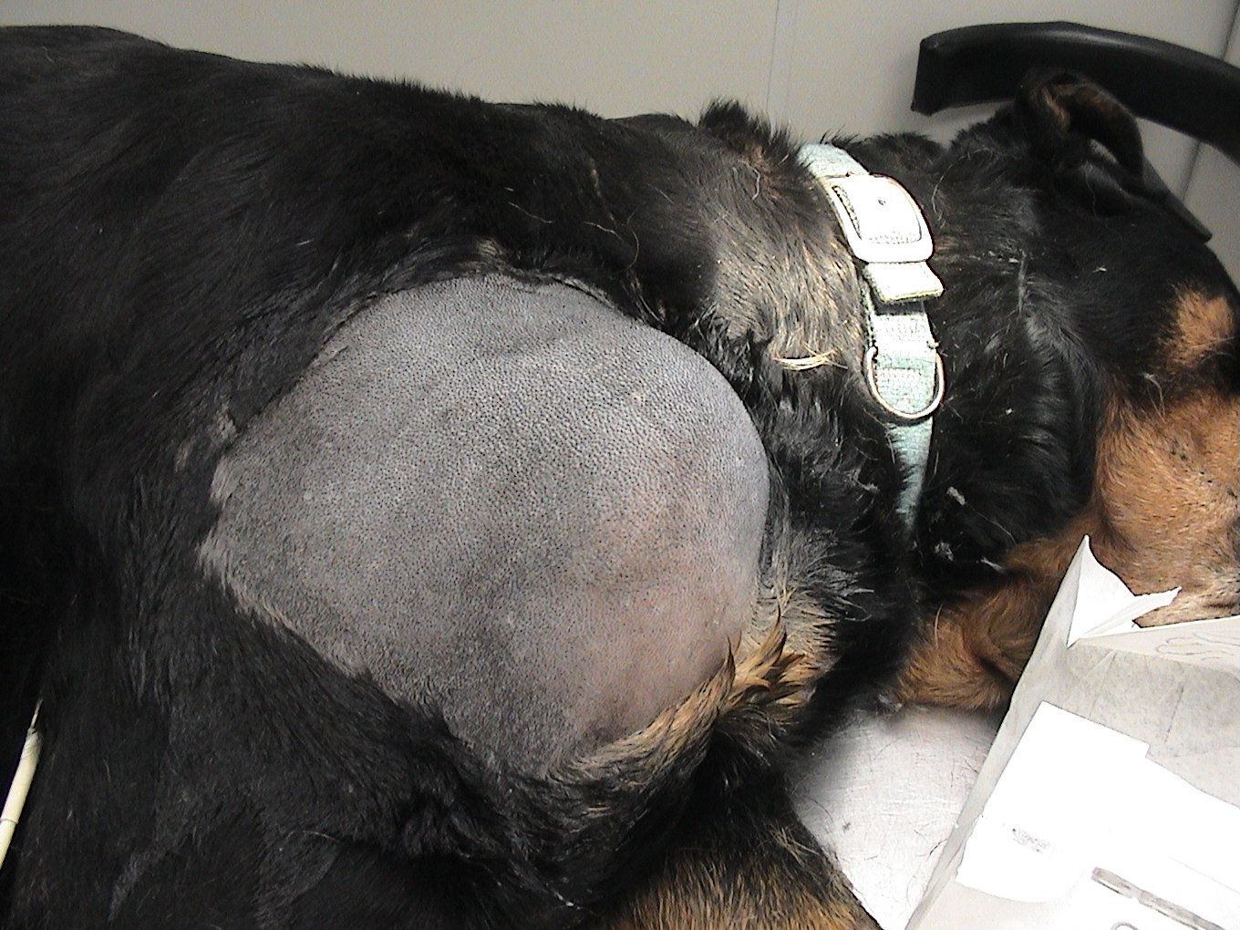 All Pets Veterinary Clinic Pet Health Cases | Macomb, IL