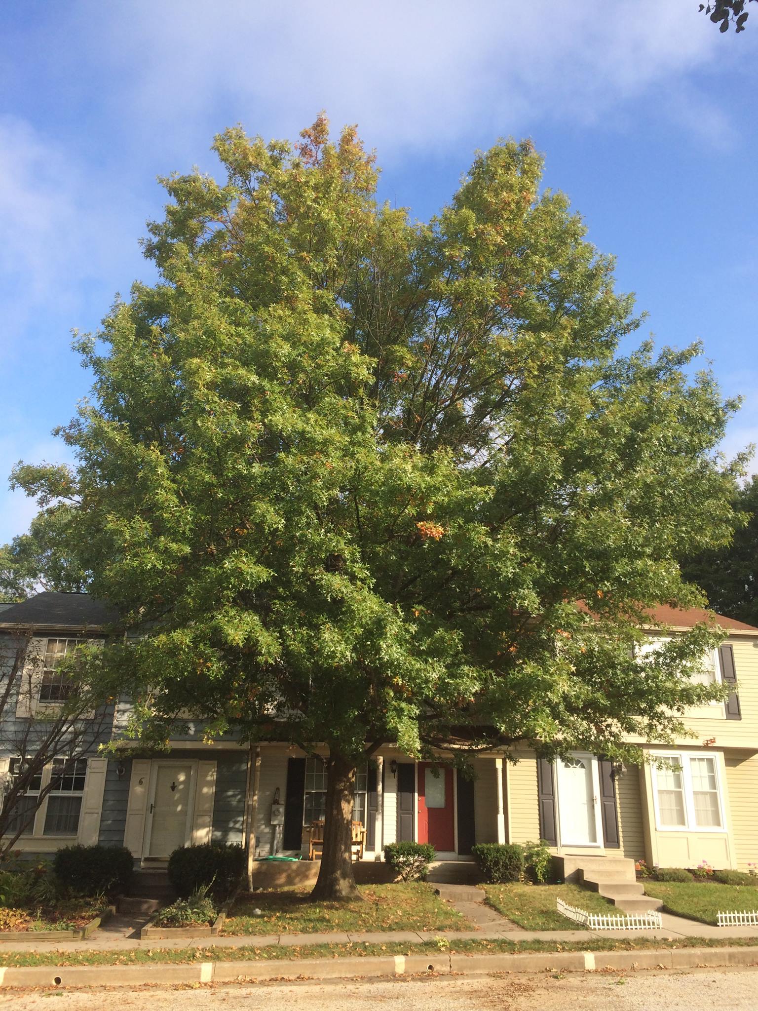Final Cut Landscape & Tree Care Gallery | White Marsh, MD