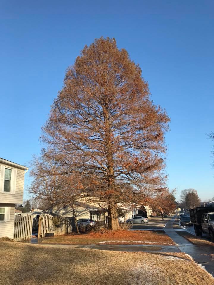 Final Cut Landscape & Tree Care Gallery | White Marsh, MD