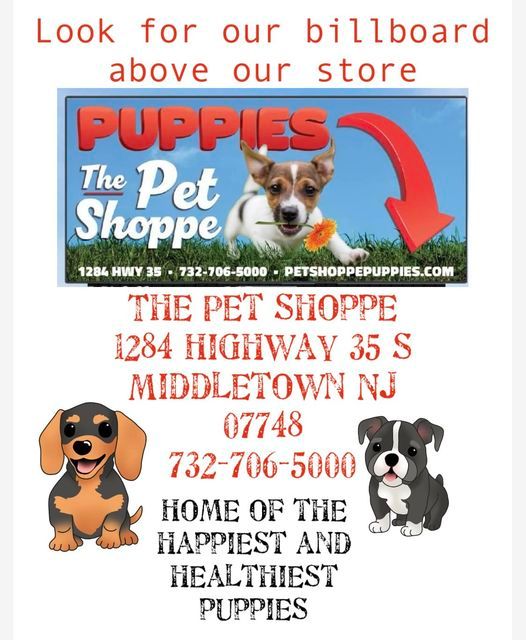 Puppy Store | The Pet Shoppe | Middletown, NJ