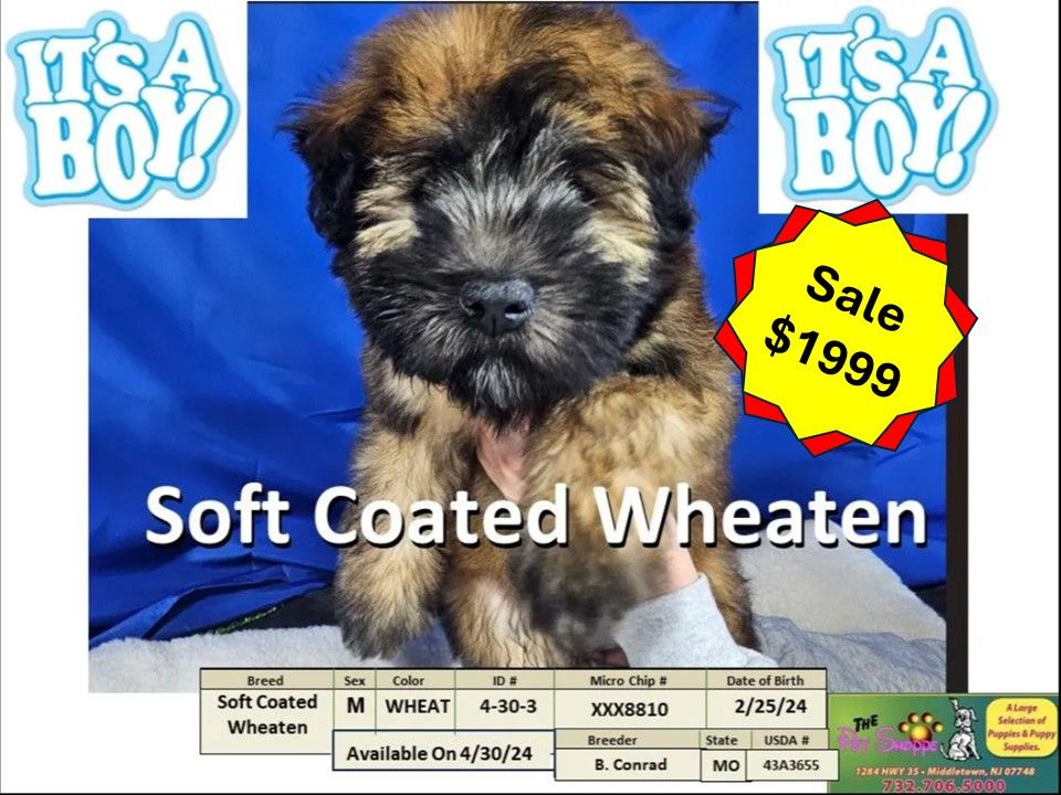 Puppy Store | The Pet Shoppe | Middletown, NJ