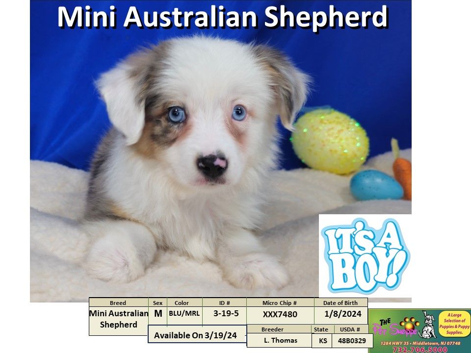 Puppy Store | The Pet Shoppe | Middletown, NJ