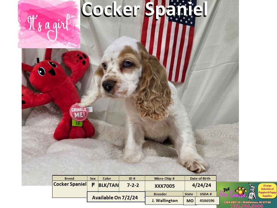 Puppy Store | The Pet Shoppe | Middletown, NJ