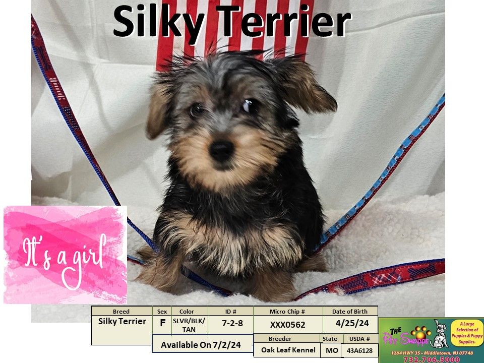 Puppy Store | The Pet Shoppe | Middletown, NJ