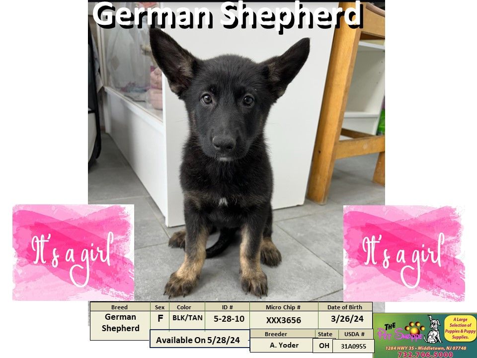 Puppy Store | The Pet Shoppe | Middletown, NJ