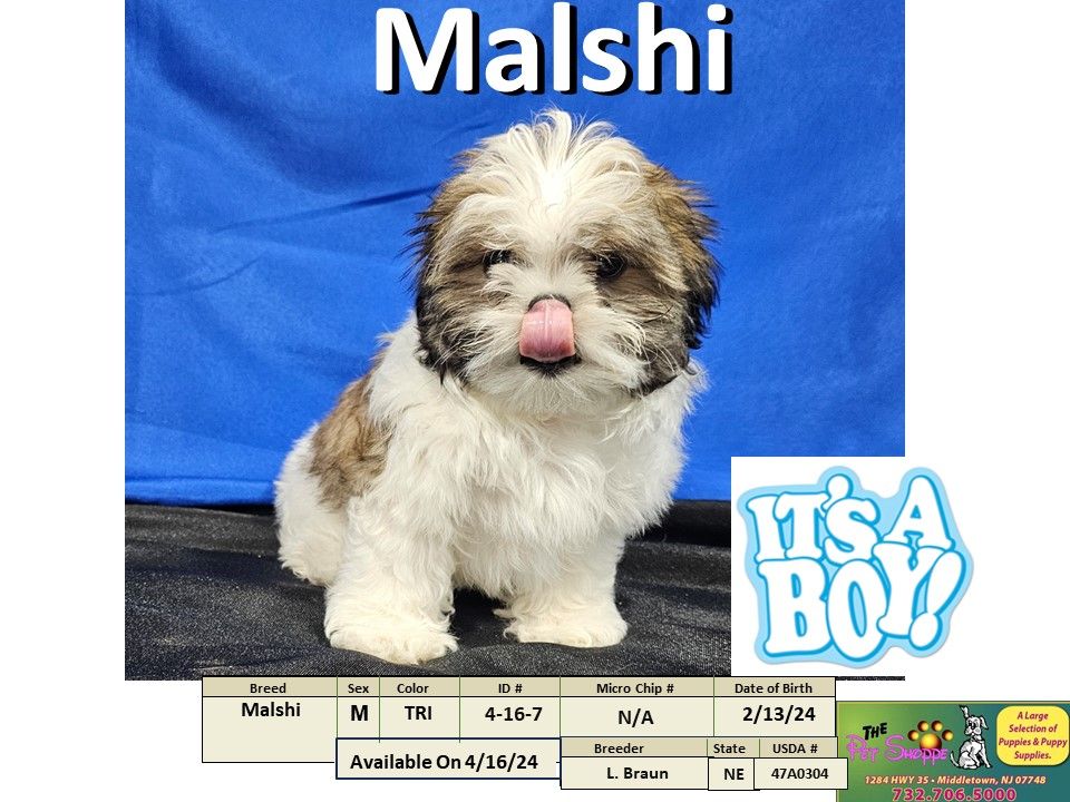 Puppy Store | The Pet Shoppe | Middletown, NJ