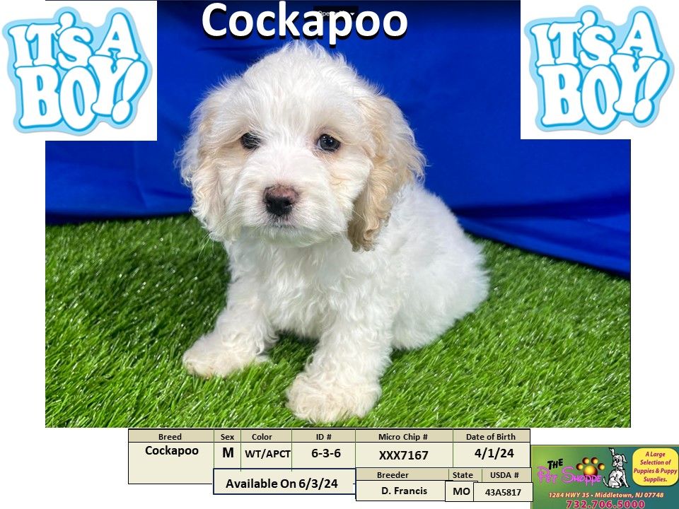 Puppy Store | The Pet Shoppe | Middletown, NJ