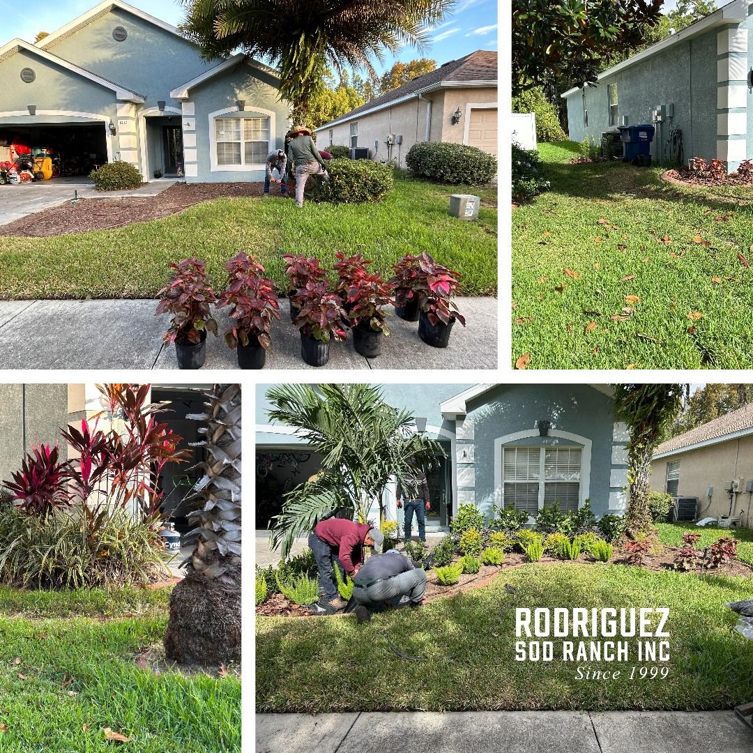 Project Gallery | Rodriguez Sod Ranch Inc | Tampa, FL