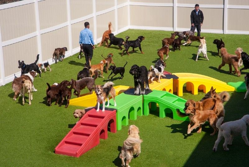 Dog Boarding Near Me | K9 Resorts Luxury Pet Hotel