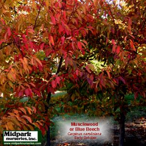 Indigenous Trees | Midpark Nurseries, Inc.