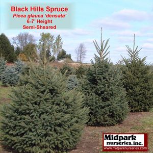 Large Conifers | Midpark Nurseries, Inc.