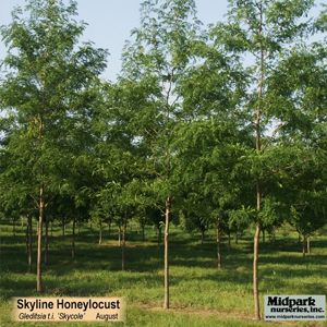 Large Shade Trees | Midpark Nurseries, Inc.